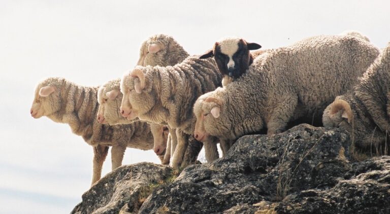 How the wool from royal Spanish sheep became menswear’s most exclusive ...